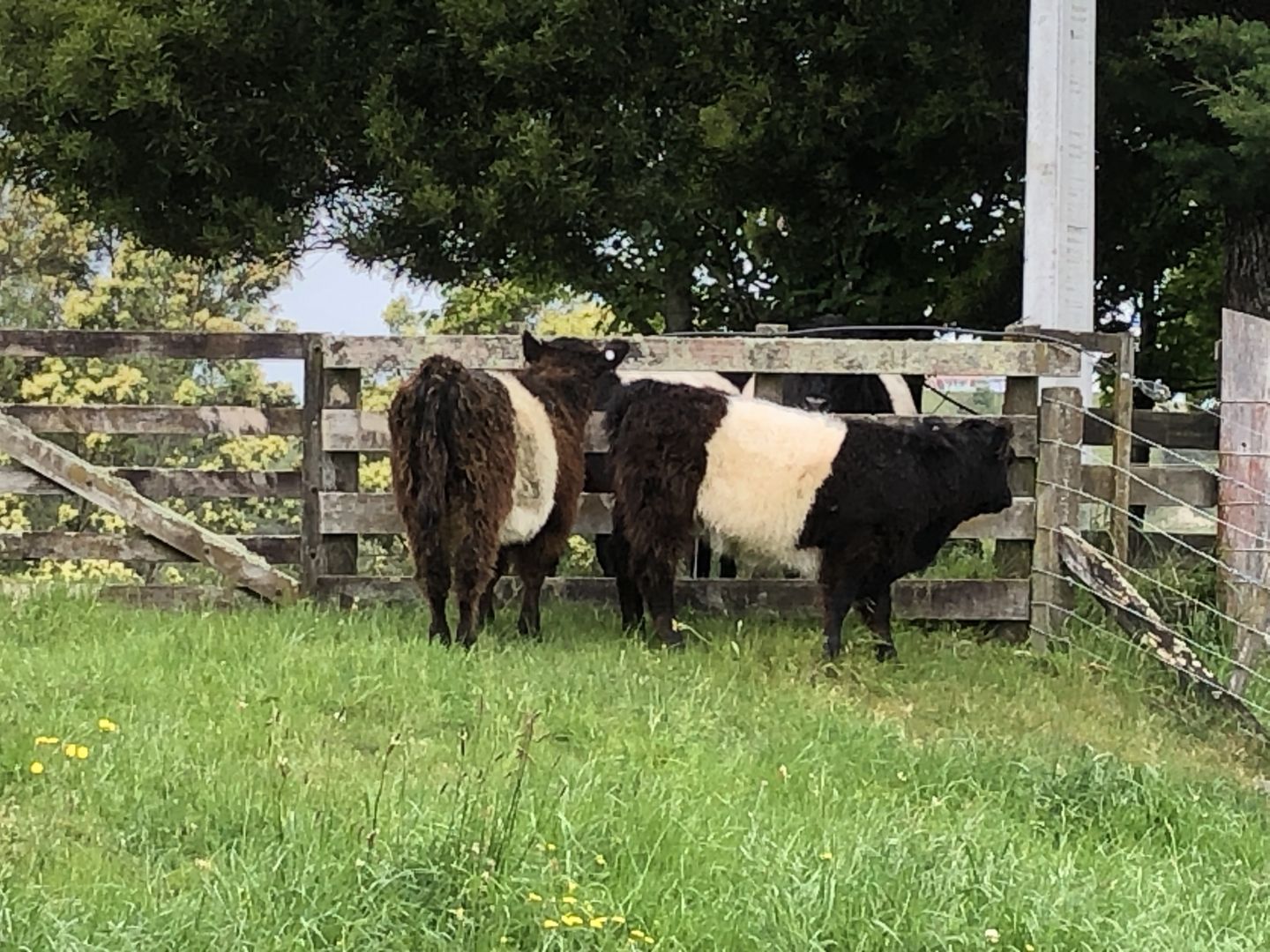 Ranginui Retreat Belted Galloways